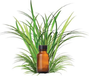 ESSENTIAL OIL CATEGORIES – NORTHERN AROMATICS PRIVATE LIMITED